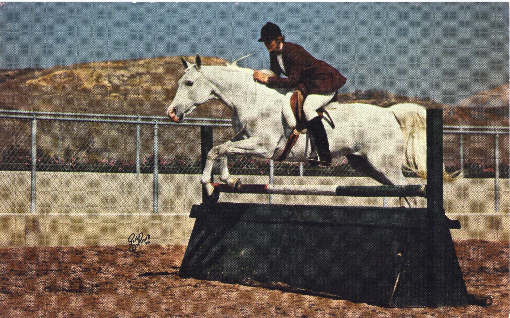 Arabian Horses Jumping