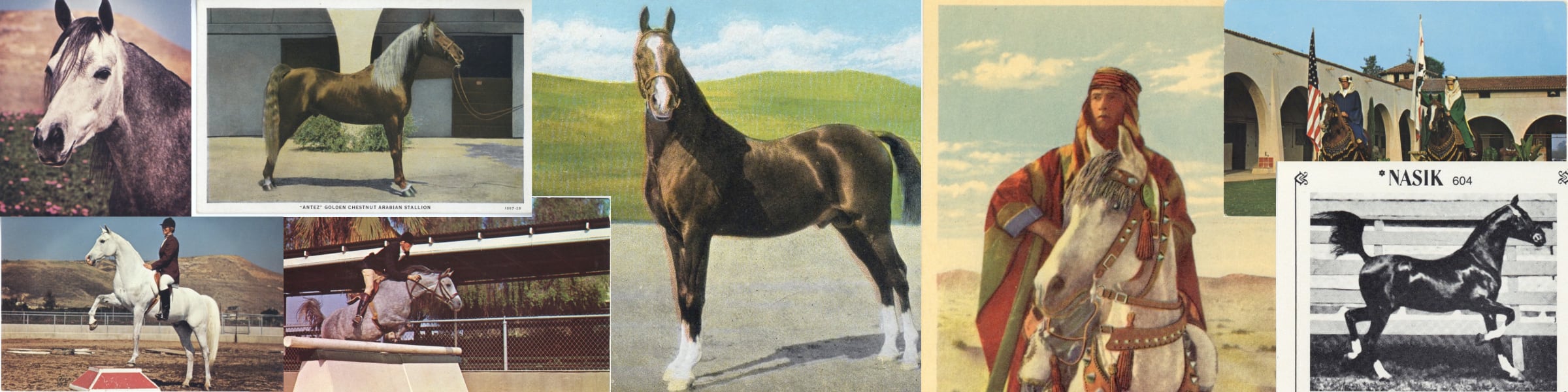 Home | W.K. Kellogg Arabian Horse Library Postcard and Notecard Collection